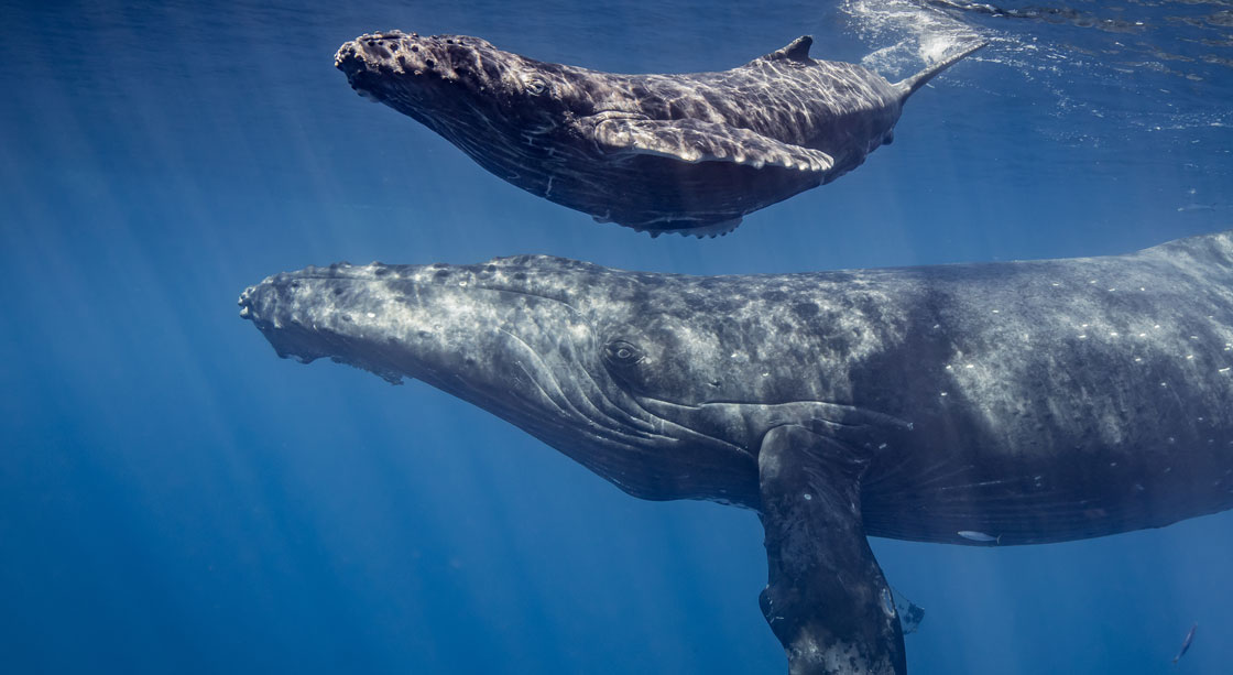 Whale Season in Maui - Air Maui Helicopters